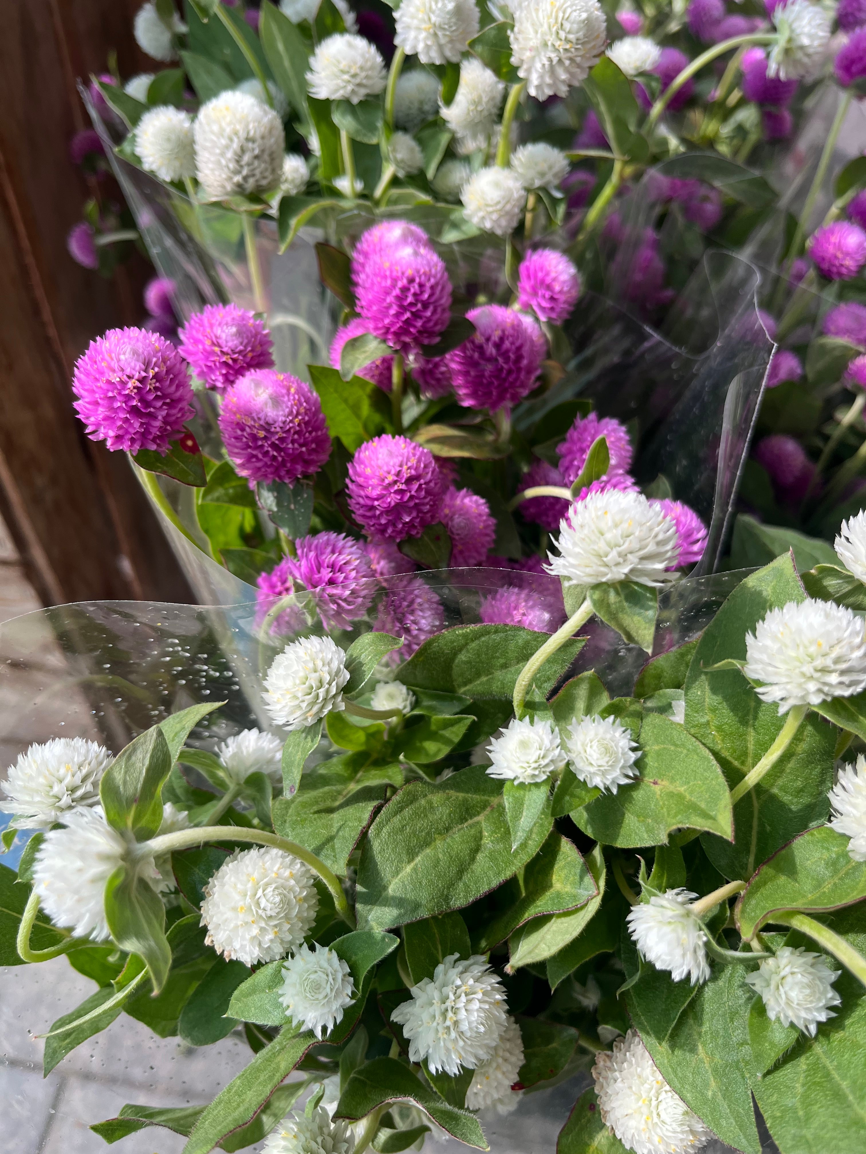 Bachelor Button Flower | Frank's Fruit Market