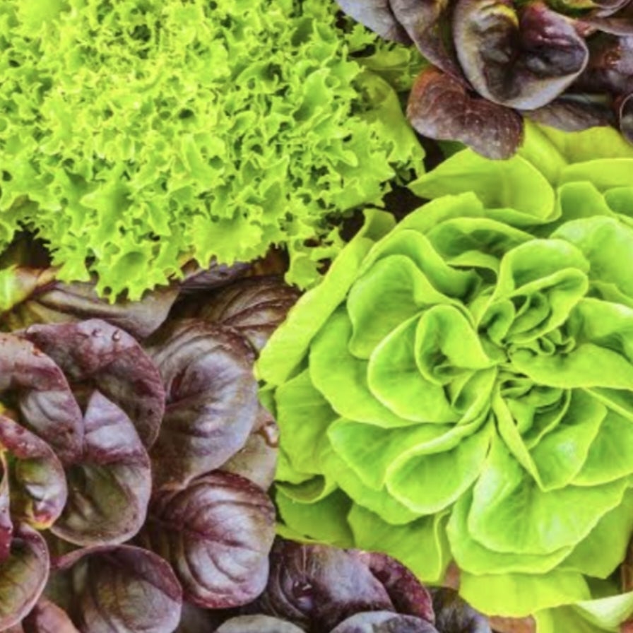 Fancy Lettuce | Frank's Fruit Market