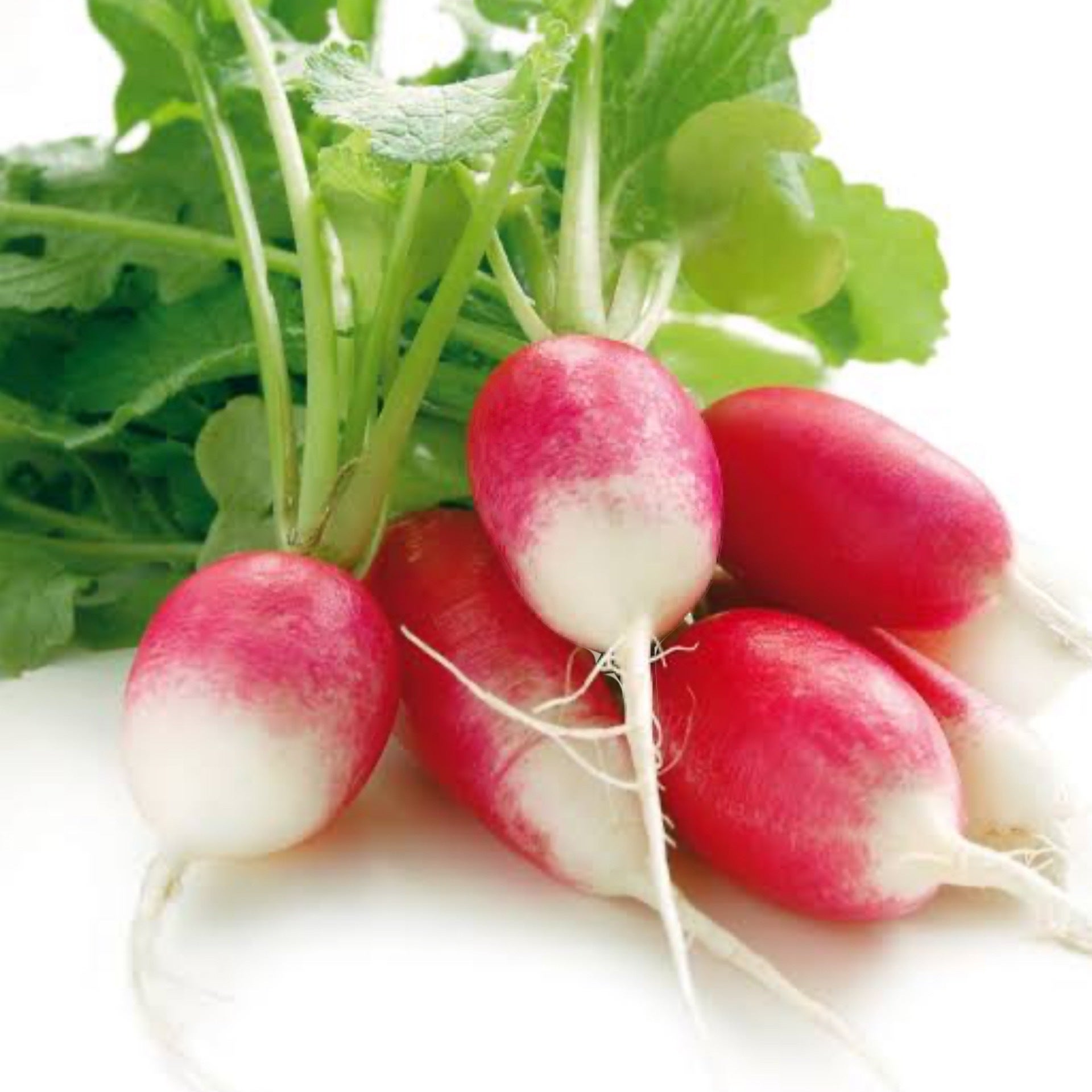 French Radish | Frank's Fruit Market